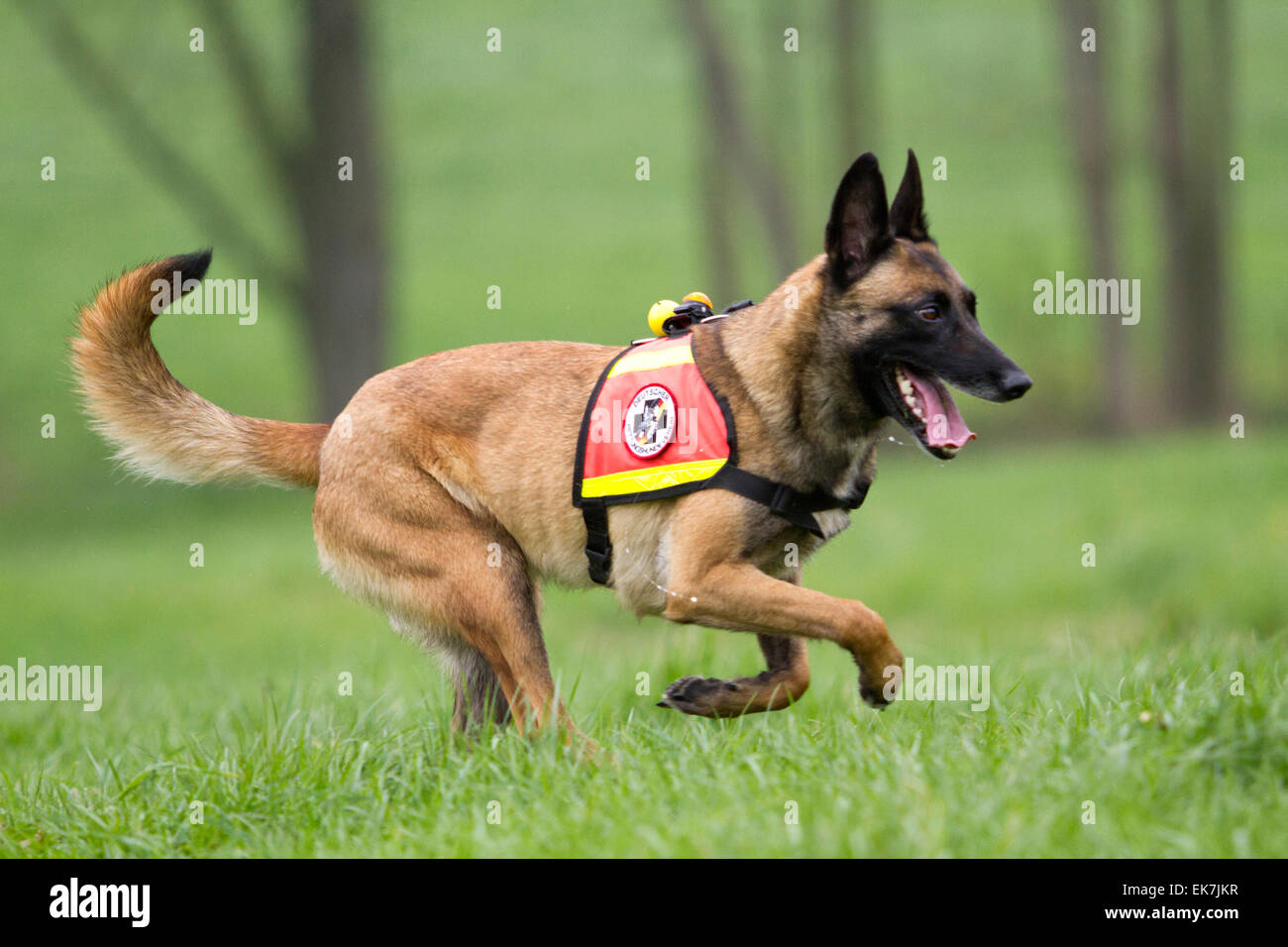 Belgian malinois working dog hi-res stock photography and images - Alamy