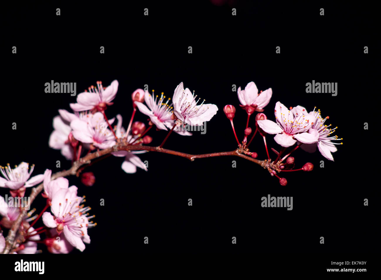 Beautiful fruit tree blooming hi-res stock photography and images - Alamy