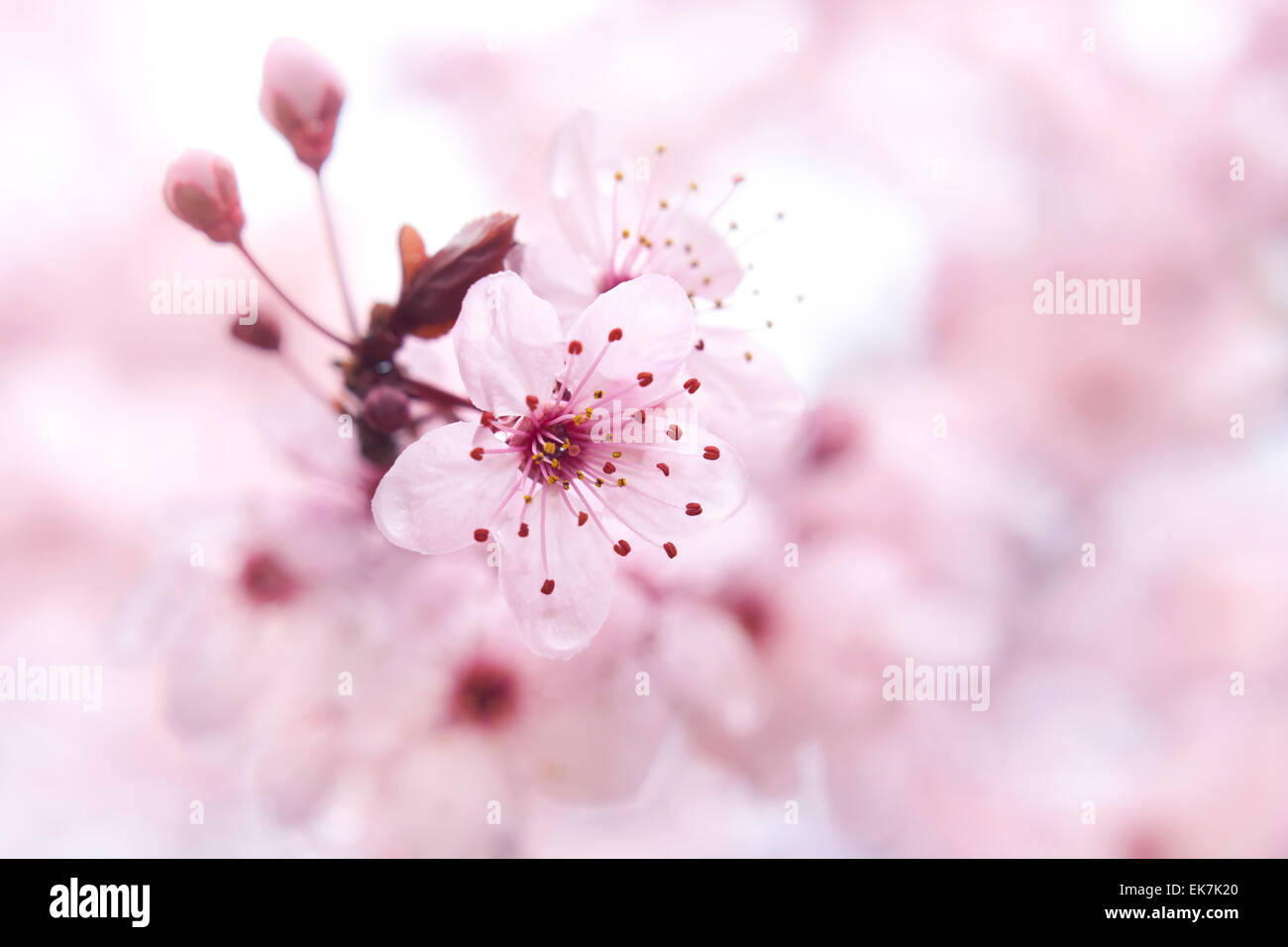 Blooming fruit tree Stock Photo - Alamy