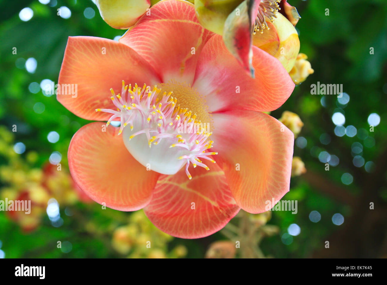 Cannonball tree fruit in hi-res stock photography and images - Alamy