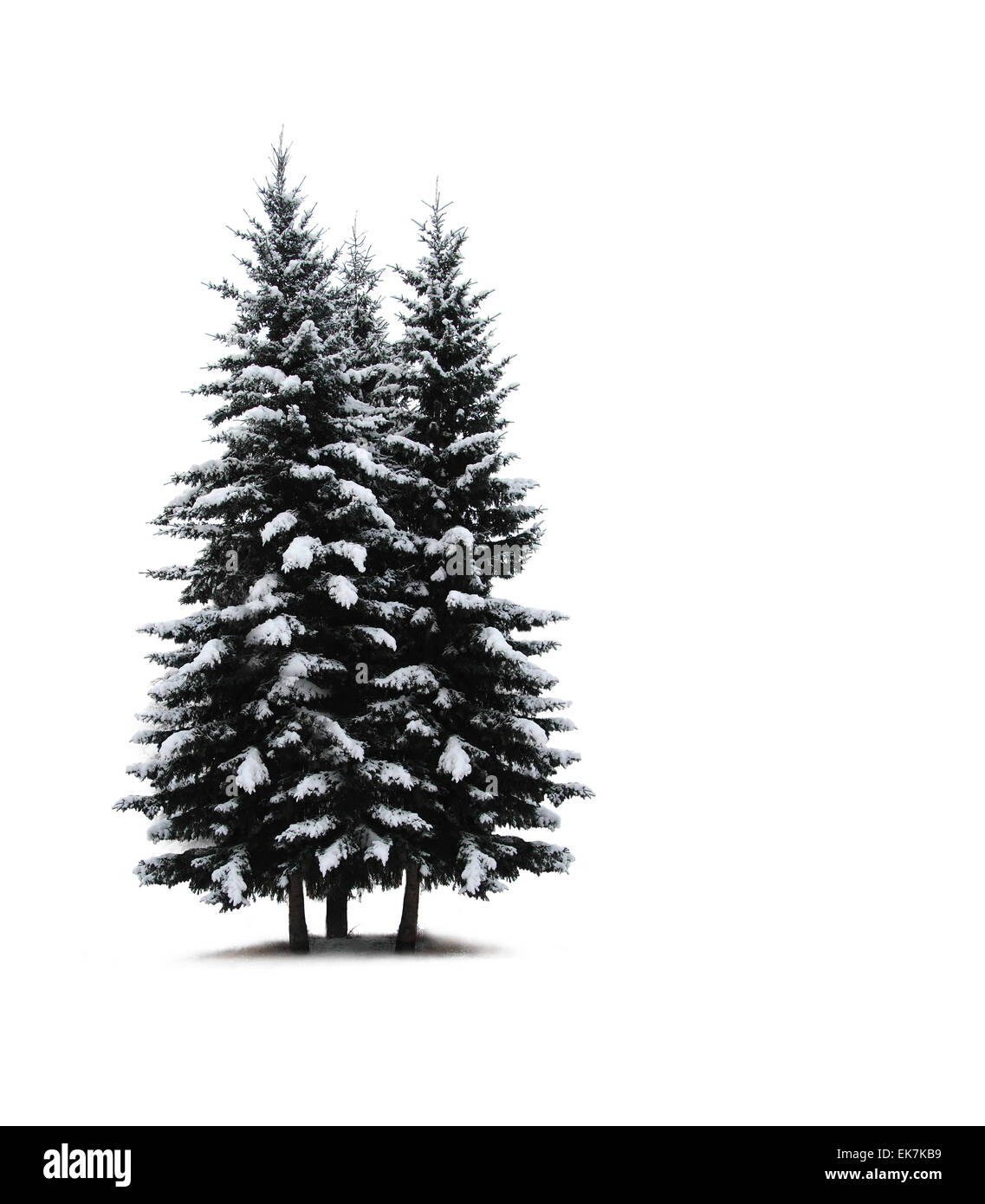 Pine trees isolated on white Stock Photo - Alamy