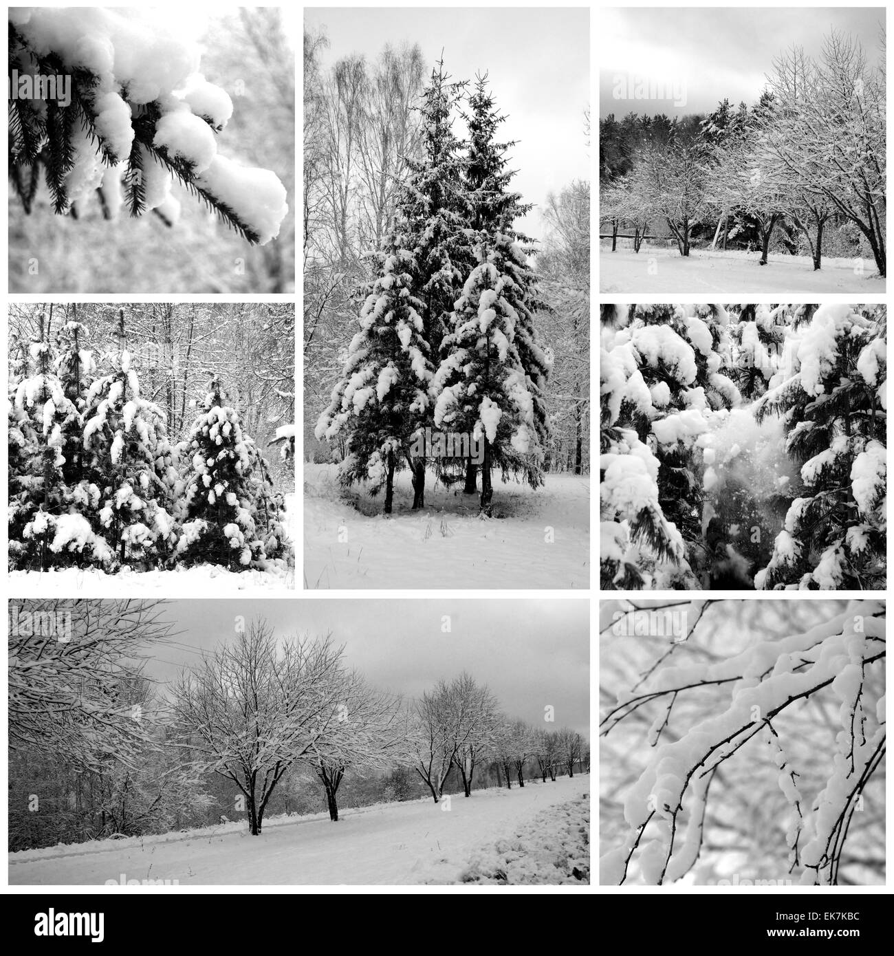 Tree pines forest Black and White Stock Photos & Images - Alamy