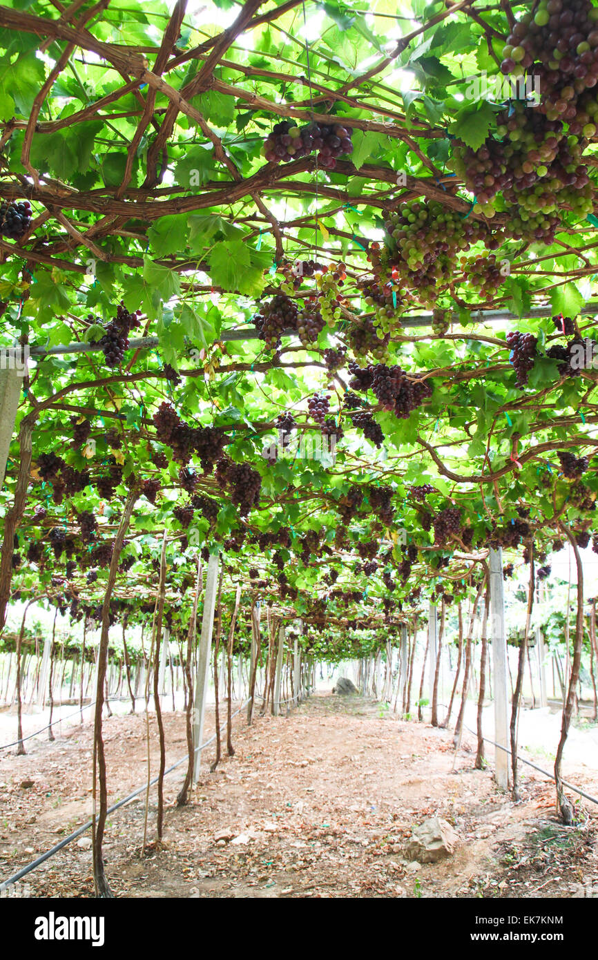 grape vineyard rows Stock Photo - Alamy
