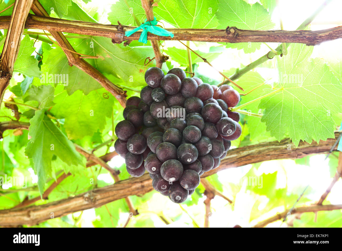 grape vine in the yard Stock Photo - Alamy