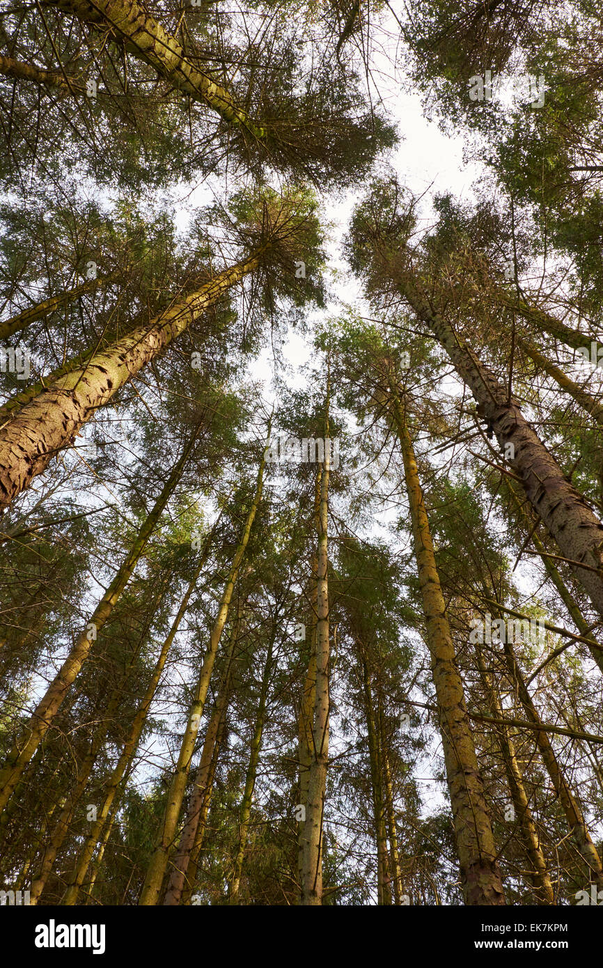 Standing below tall Pine trees looking up to the sky with perspective ...