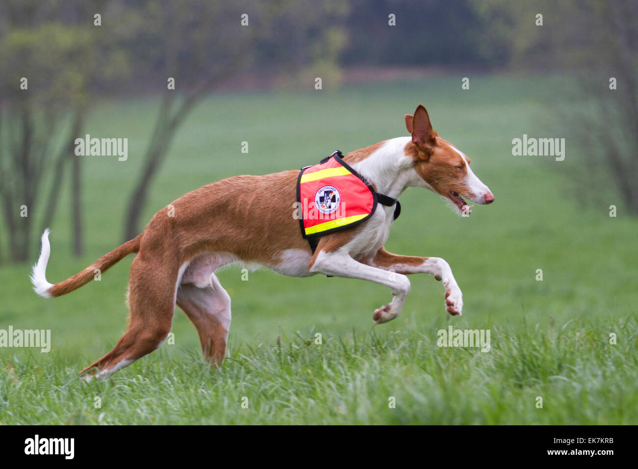 Sar dog hi-res stock photography and images - Alamy