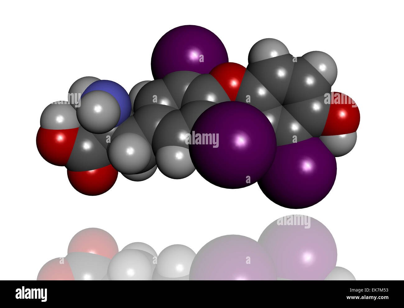 Thyroid gland and thyroid hormone t3 molecule hi-res stock photography ...