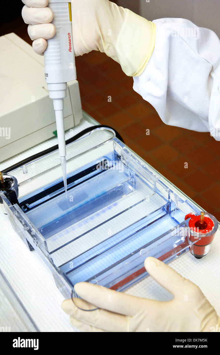 Gel Electrophoresis Stock Photos & Gel Electrophoresis Stock Images - Alamy
