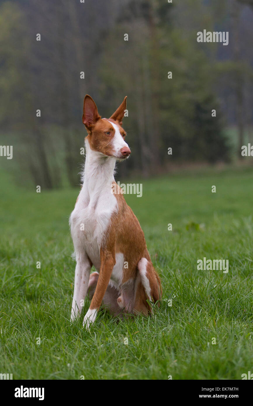 Ibizan hound canis hi-res stock photography and images - Alamy