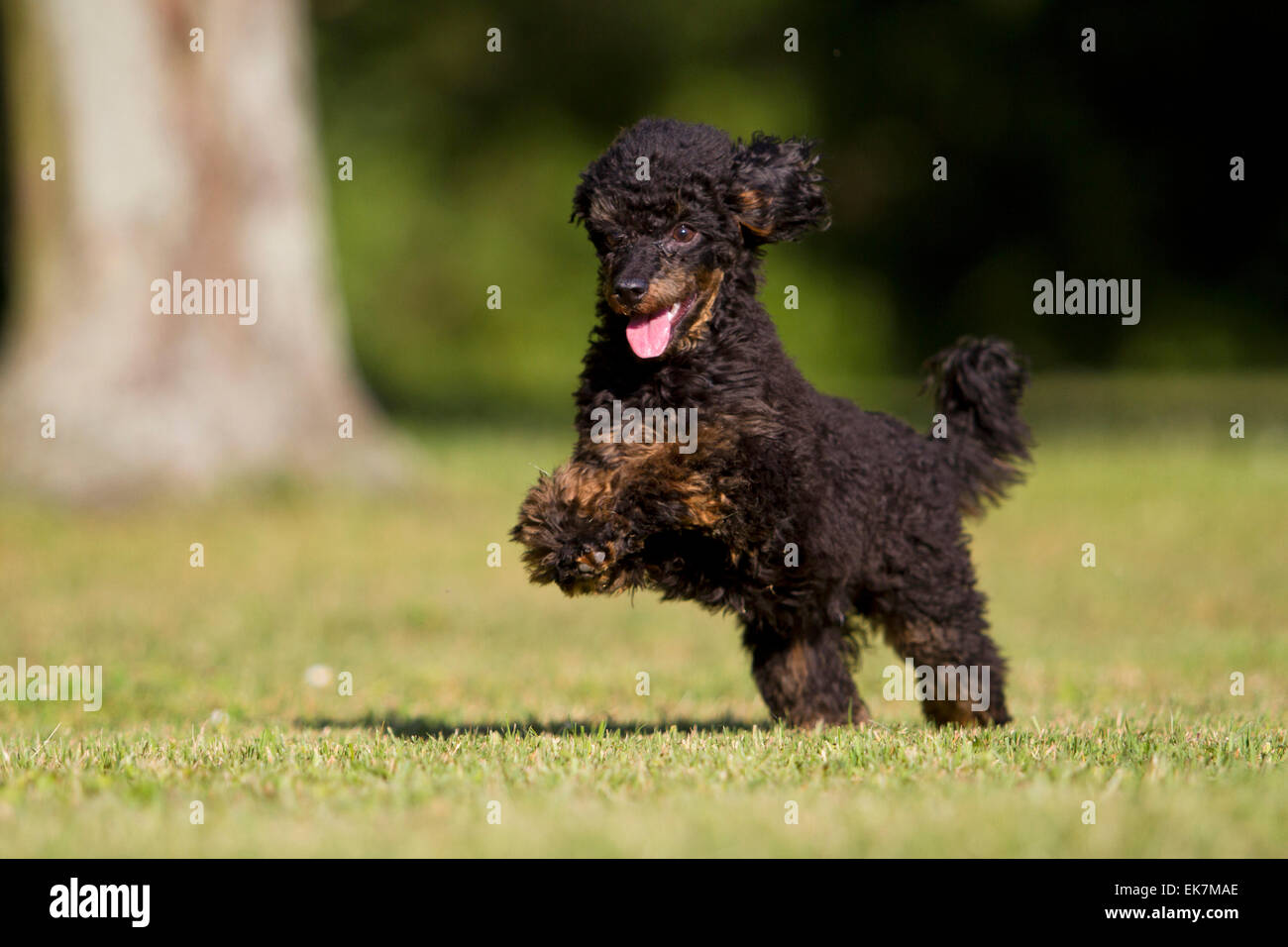 Toy Poodle Adult dog running meadow Germany Stock Photo - Alamy