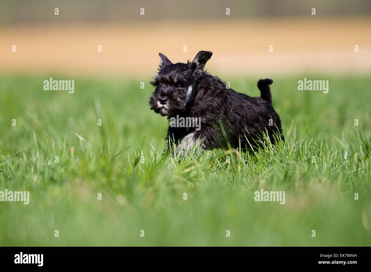 Miniature schnauzer dog running outside hi-res stock photography and ...