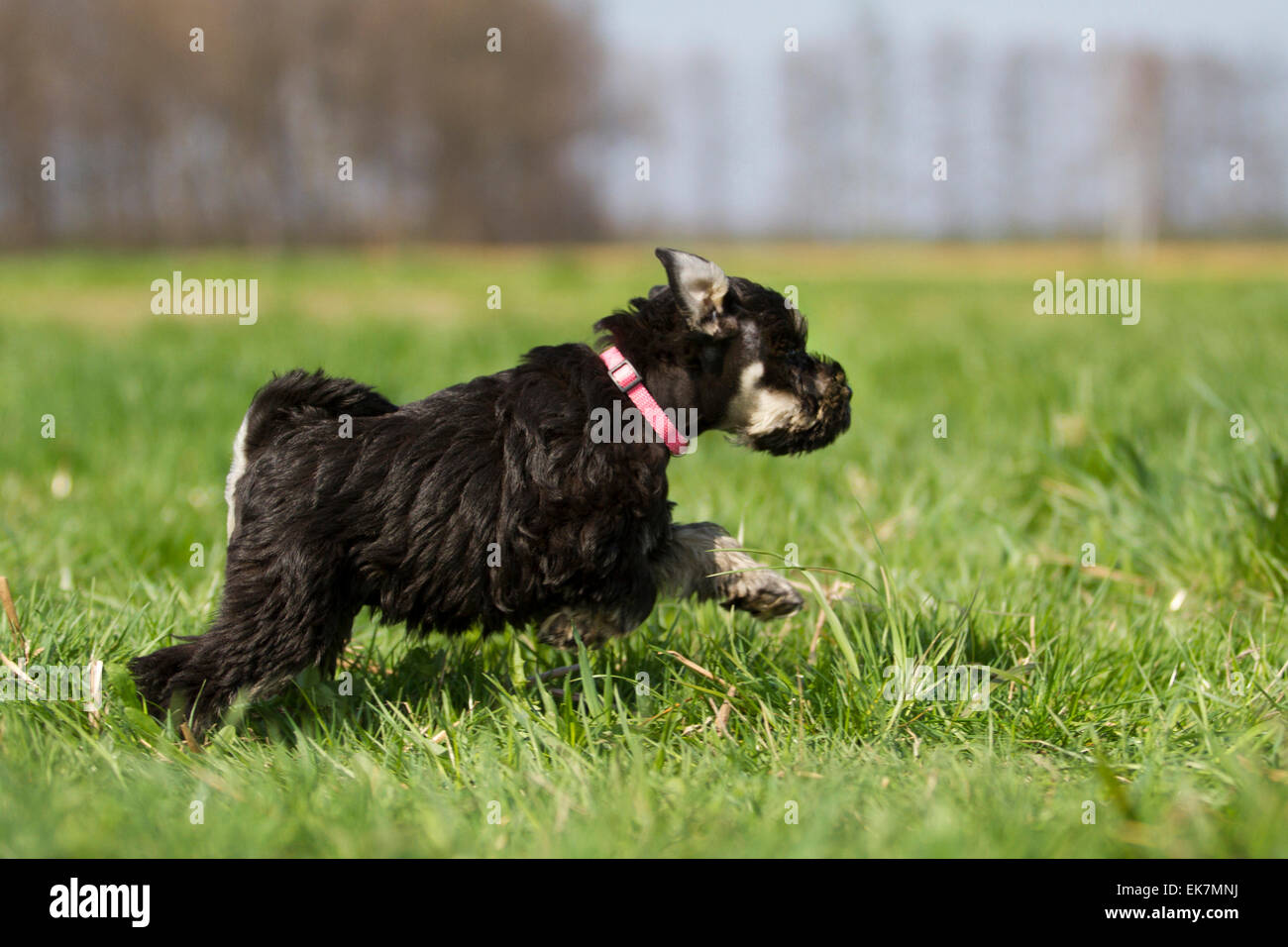 Miniature schnauzer dog running outside hi-res stock photography and ...