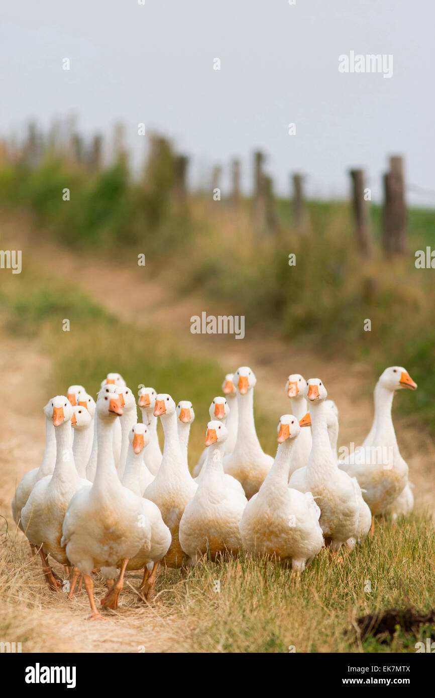 Domestic Goose Free-ranging geese demeter farm Germany Stock Photo - Alamy
