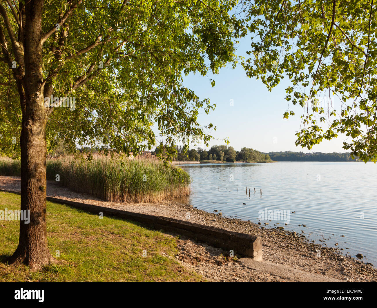 landscape, lake and lake and trees, view from the shore Stock Photo - Alamy