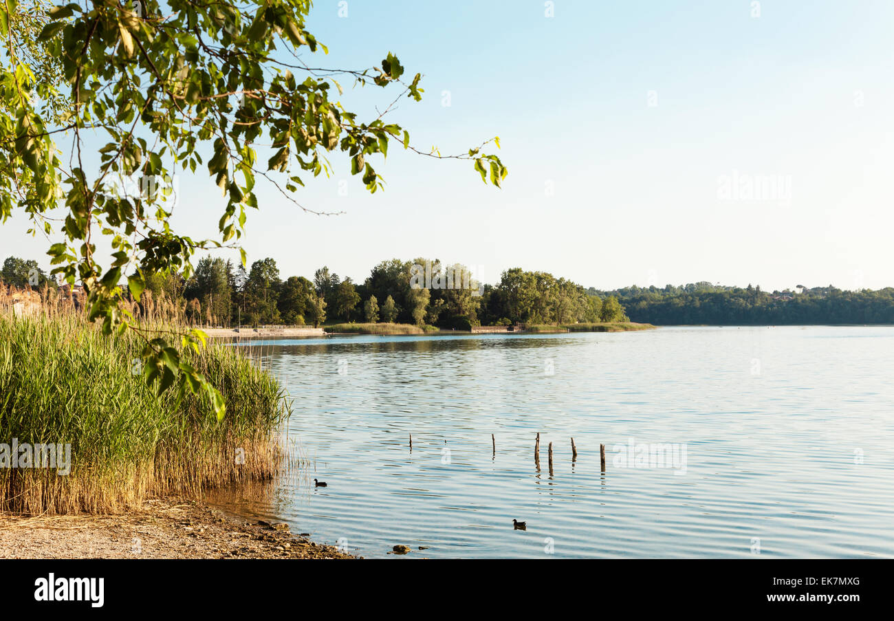 Reed thicket on shore hi-res stock photography and images - Alamy