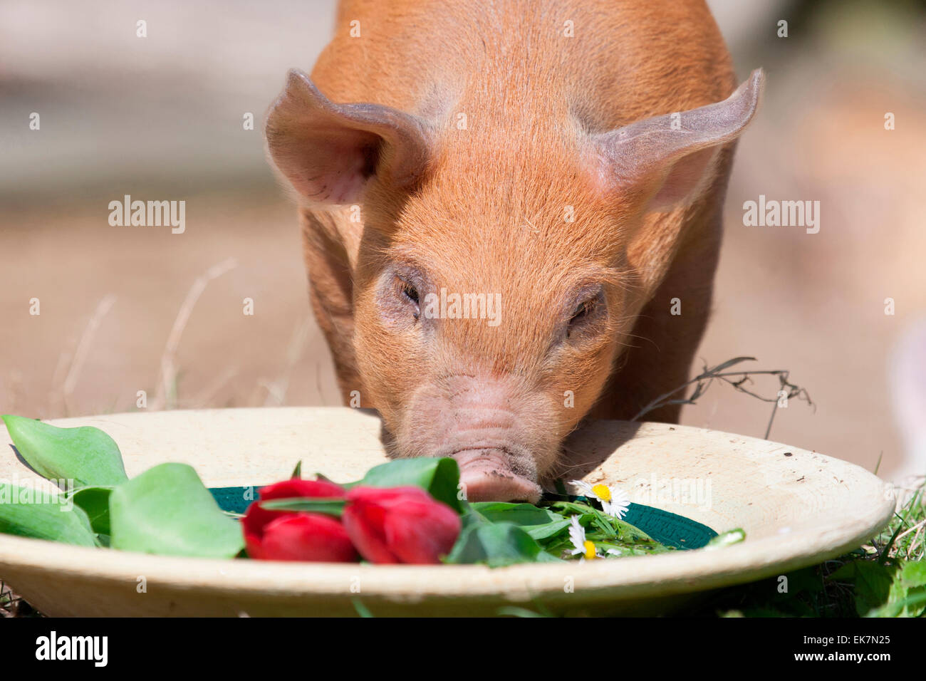 Duroc hog hi-res stock photography and images - Alamy