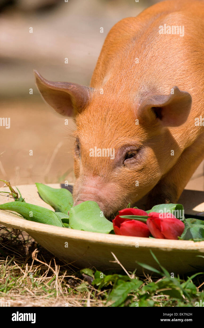 Duroc Pig Piglet Demeter farm eating flowers leaves from dish Germany ...