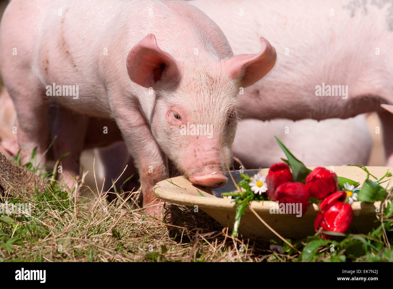 Domestic pig Piglet Demeter farm eating flowers leaves from dish ...