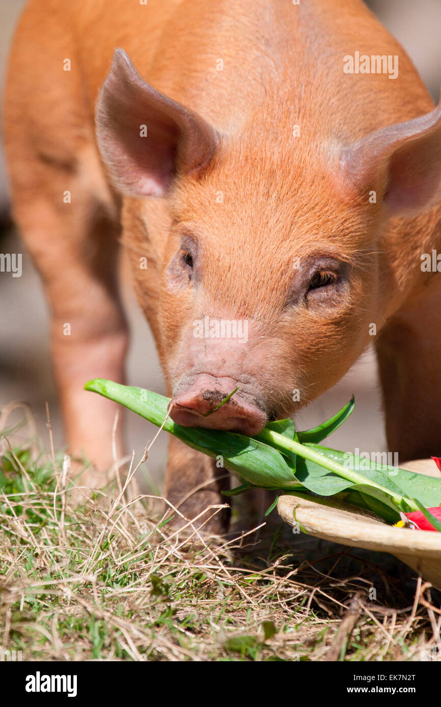 Duroc Pig Piglet Demeter farm eating flowers leaves from dish Germany ...