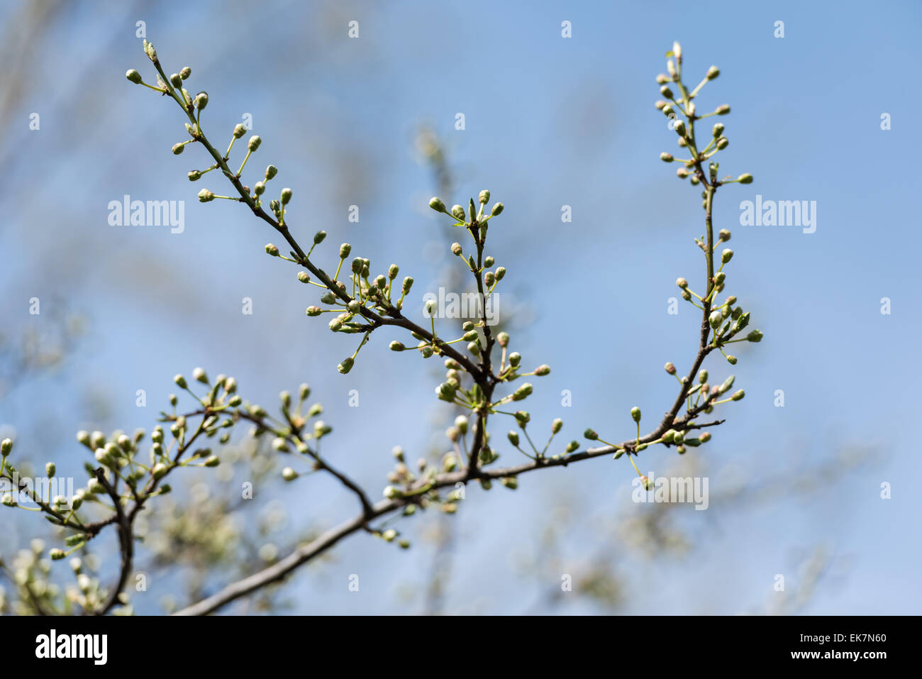 Tree Buds In Spring Time Stock Photo - Alamy