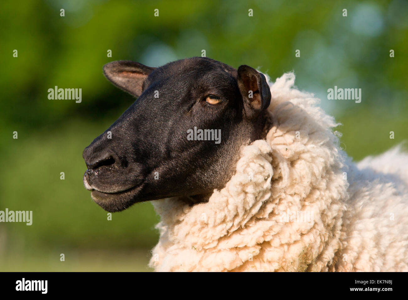 German Blackheaded Mutton Portrait of an ewe Germany Stock Photo - Alamy