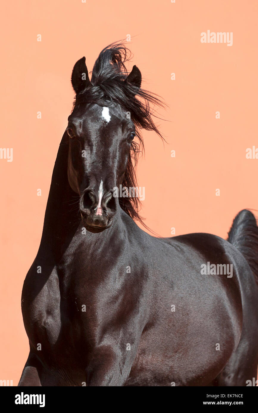 Arabian Horse Portrait of young black stallion Egypt Stock Photo - Alamy