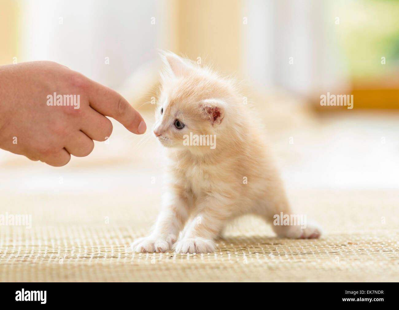 Norwegian Forest Cat Kitten 7 weeks old sniffing at finger Germany ...
