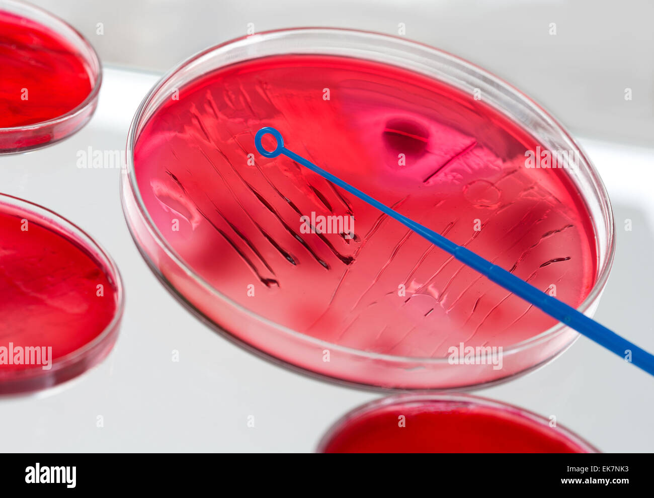 Petri dish inoculator hi-res stock photography and images - Alamy