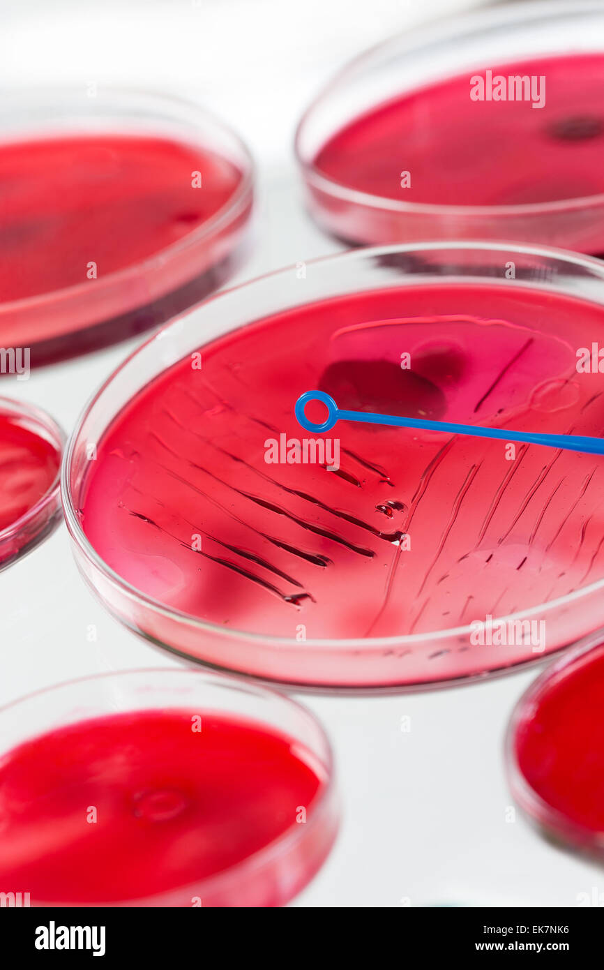 Inoculation microbiology hi-res stock photography and images - Alamy