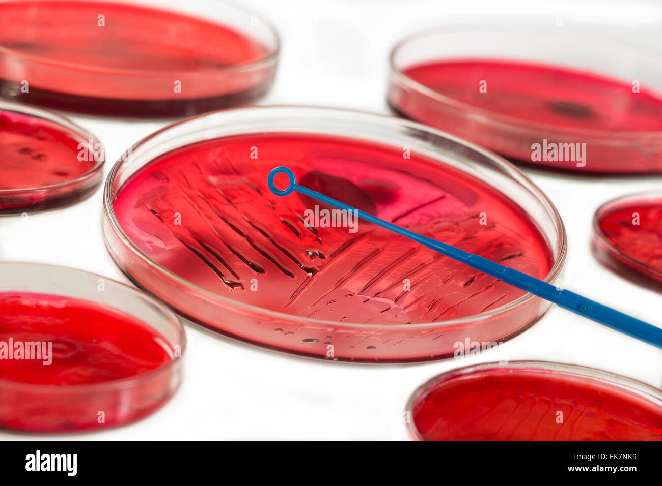 Inoculation microbiology hi-res stock photography and images - Alamy