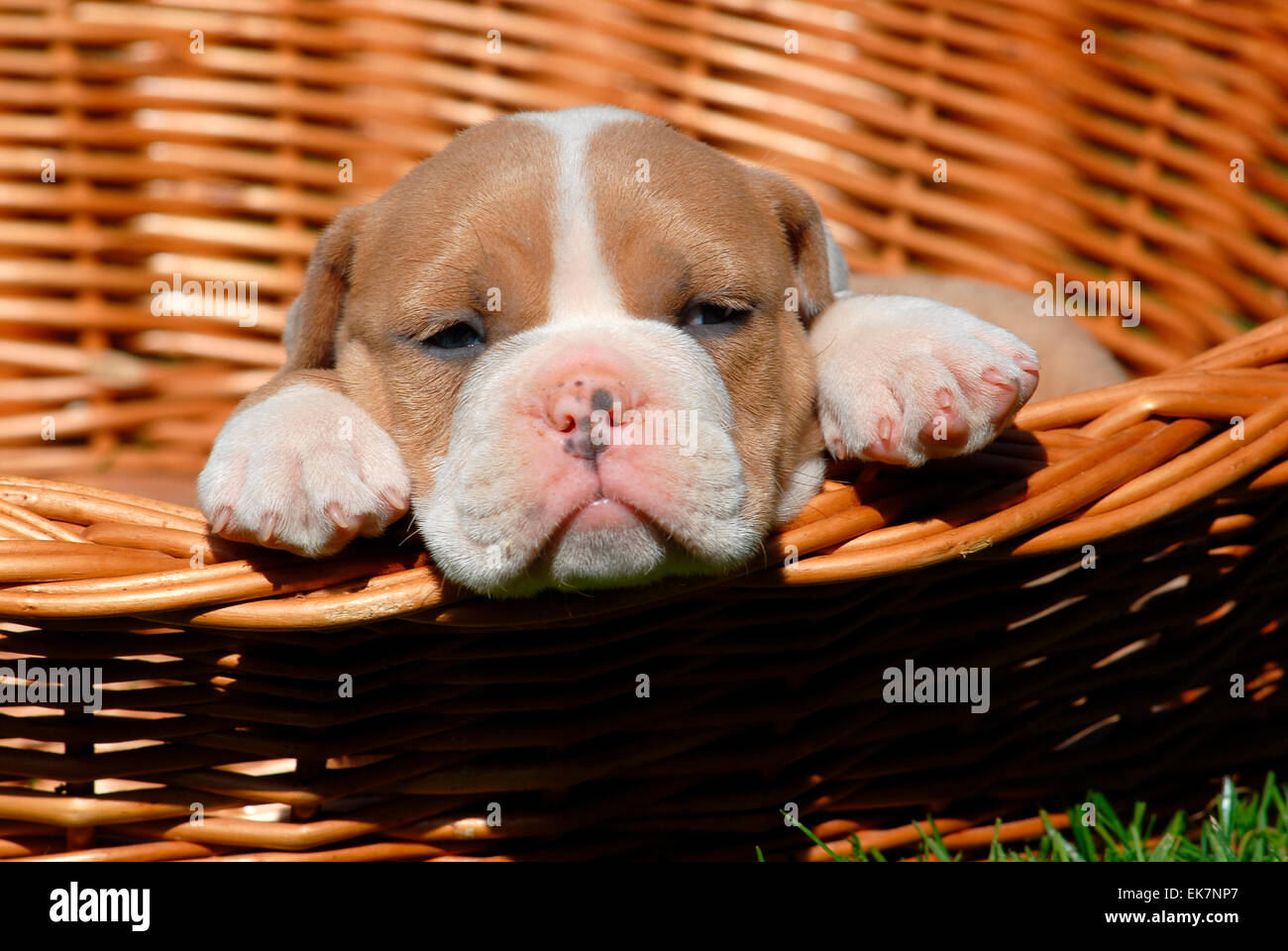 Old English Bulldog Puppy wicker basket Germany Stock Photo - Alamy