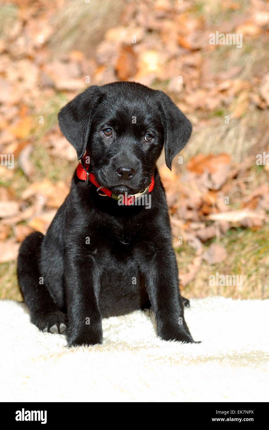 Litter black hi-res stock photography and images - Alamy