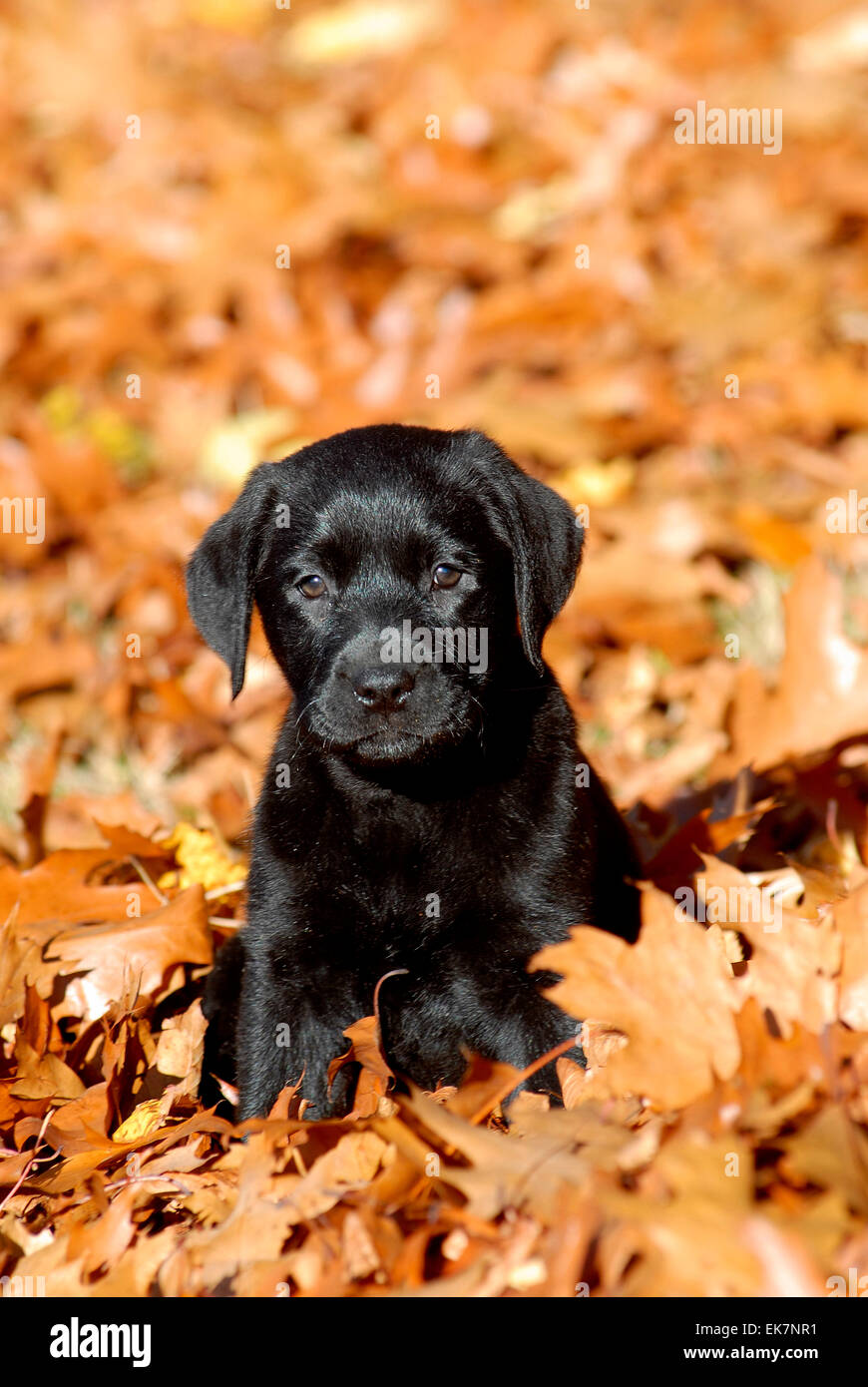 Litter black labrador puppy hi-res stock photography and images - Alamy
