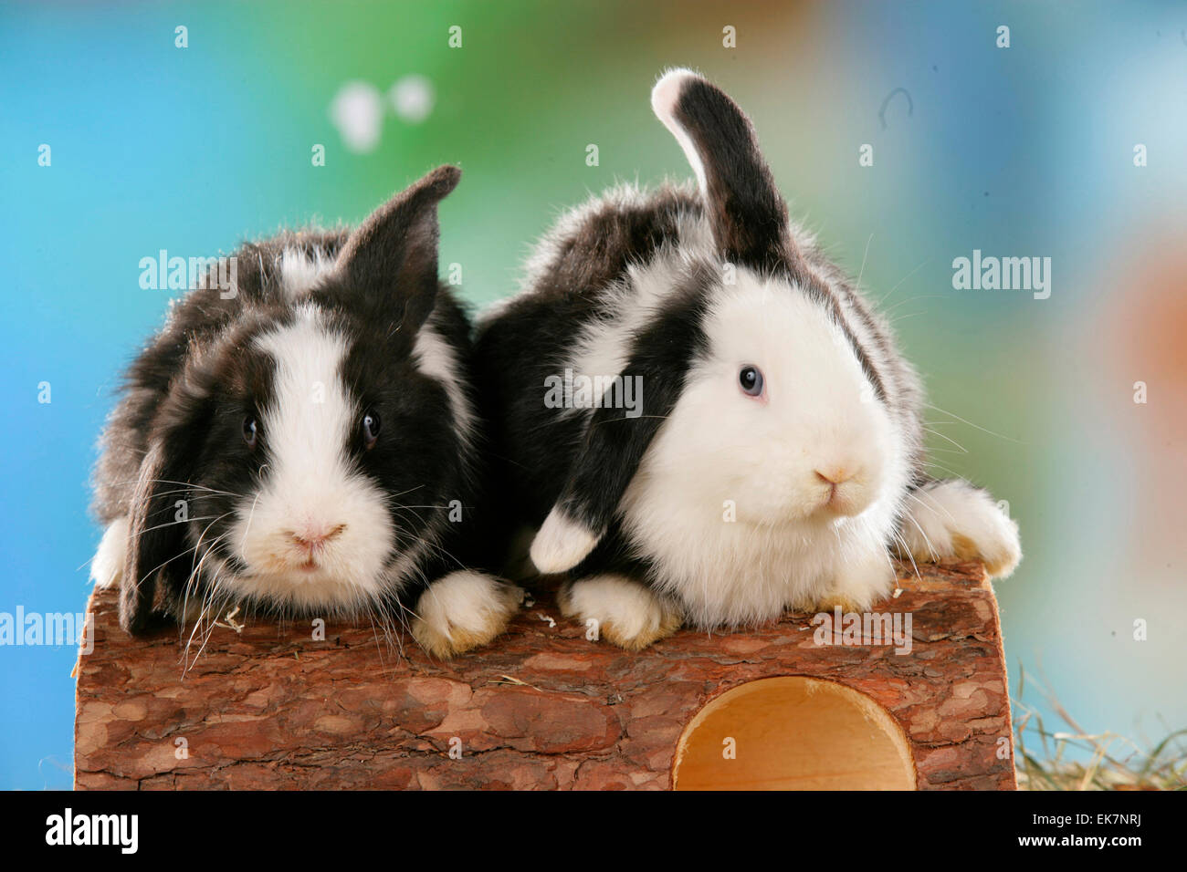 Pair of Netherland Dwarf Rabbits log Germany Stock Photo - Alamy