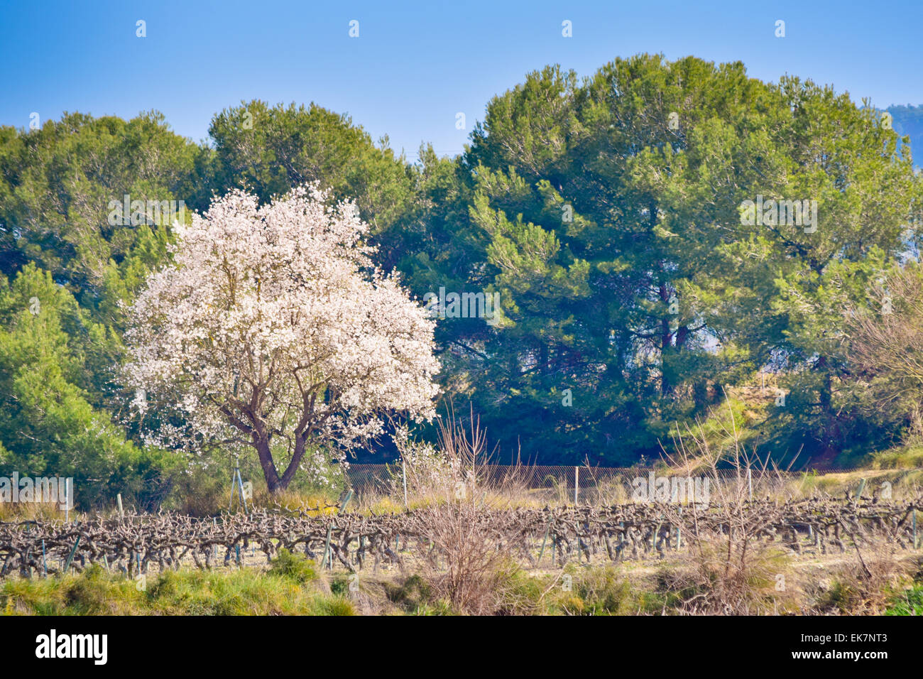 Almond blossom tree. Barcelona province, Catalonia, Spain Stock Photo ...