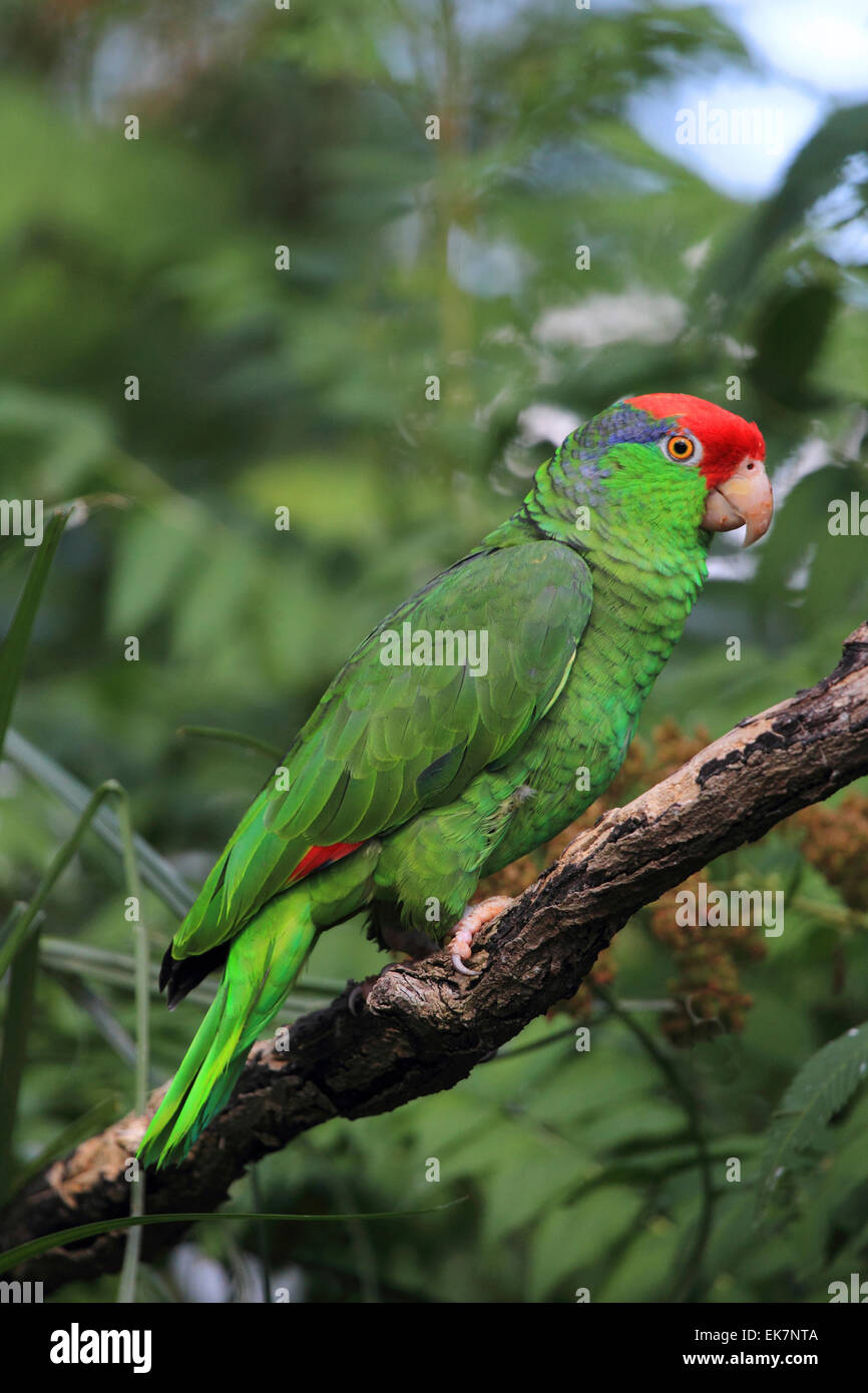 Red-crowned Amazon Green-cheeked Amazon Parrot Amazona viridigenalis ...