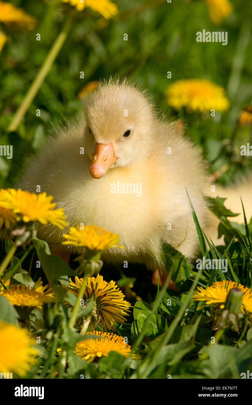 Domestic Goose Gosling meadow Dandelion flowers Germany Stock Photo - Alamy