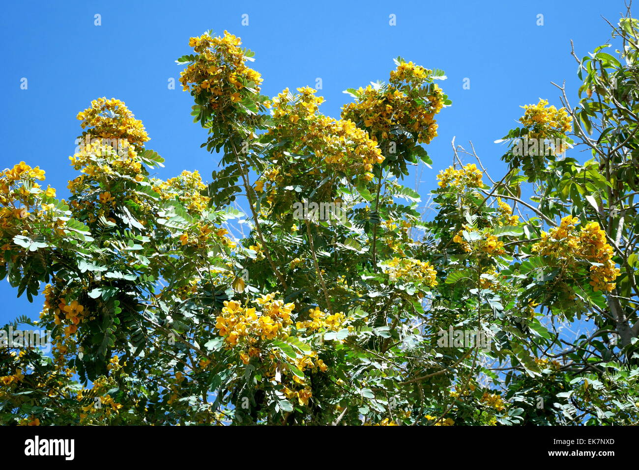 Ornamental tree with yellow flowers hi-res stock photography and images ...