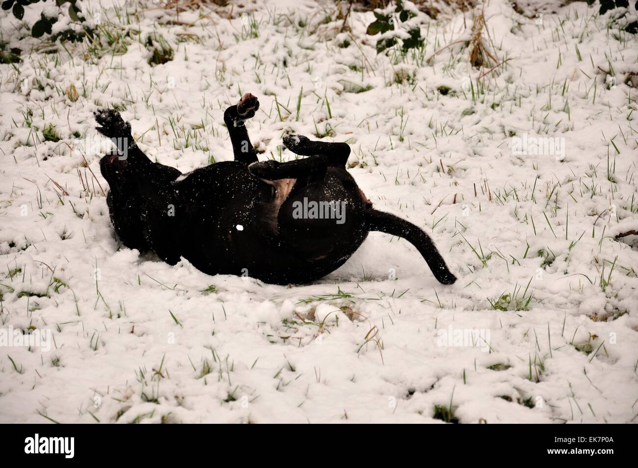 Black male Staffordshire Bull Terrier happily rolling in snow Stock ...