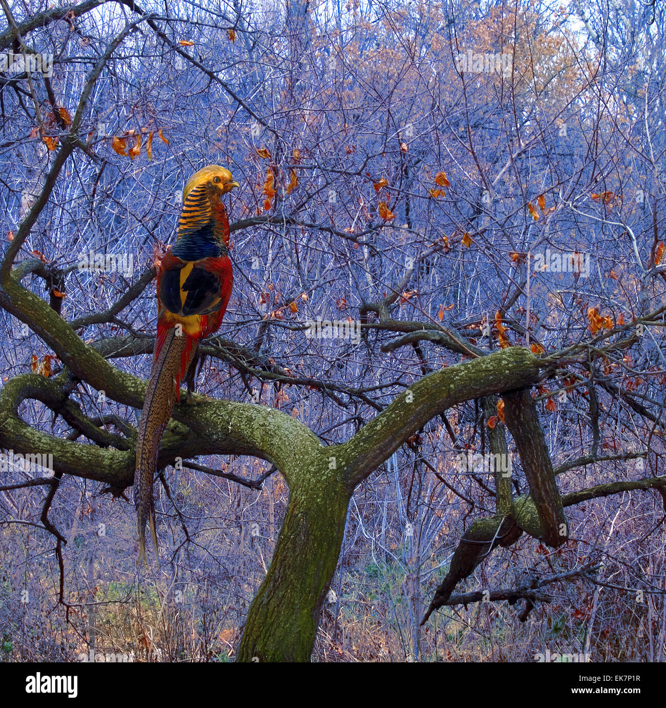 Pheasant on a tree in the forest.They are native pictus Stock Photo - Alamy