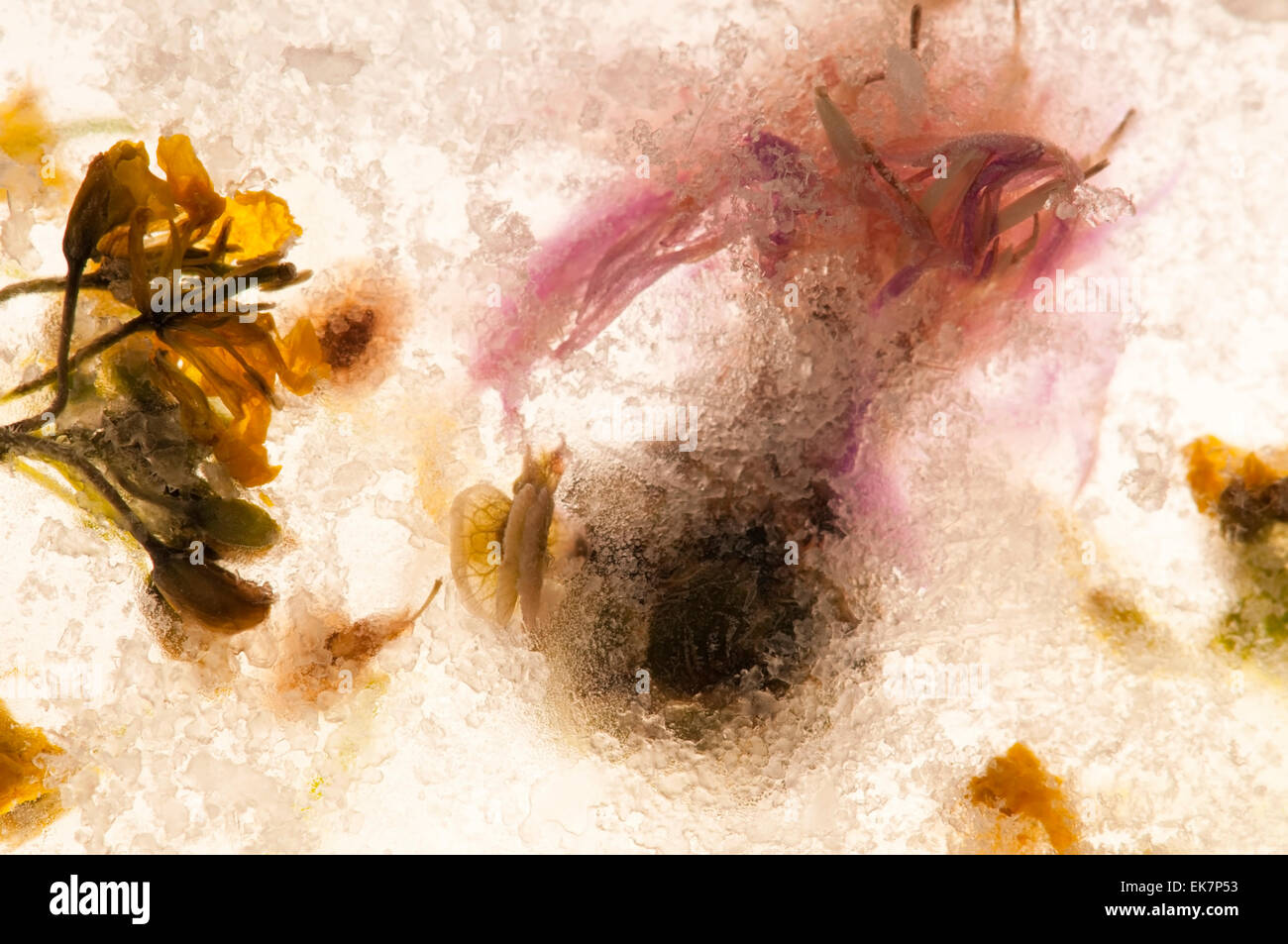 Frozen flowers. blossoms in the ice cube Stock Photo - Alamy