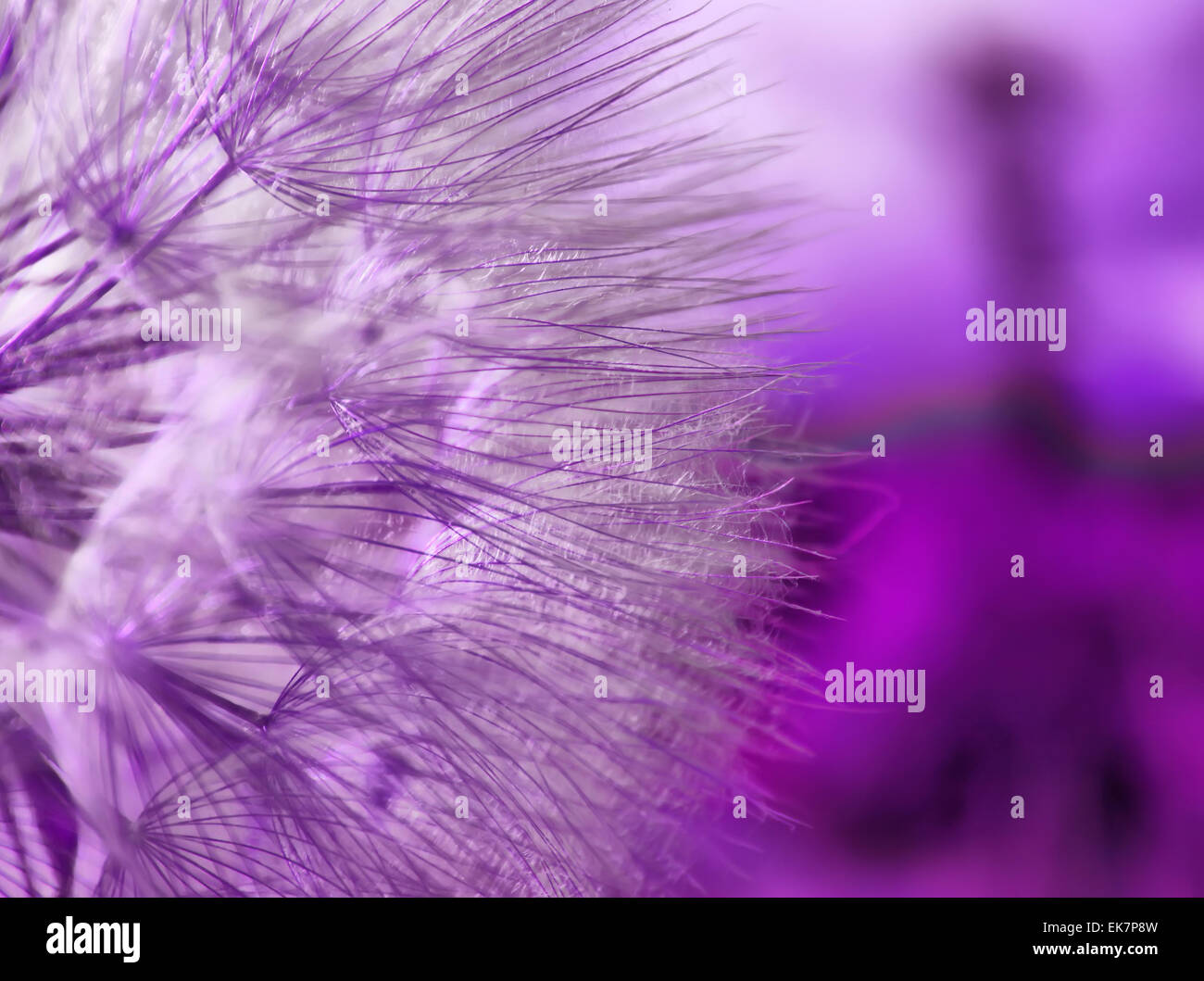Dandelion seed design hi-res stock photography and images - Alamy