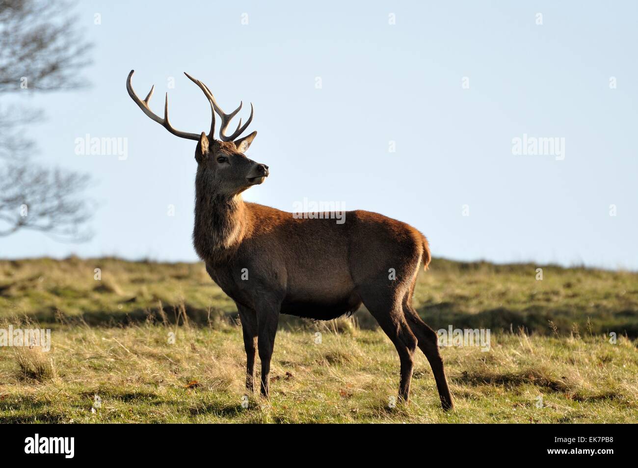 Antlered Deer High Resolution Stock Photography and Images - Alamy