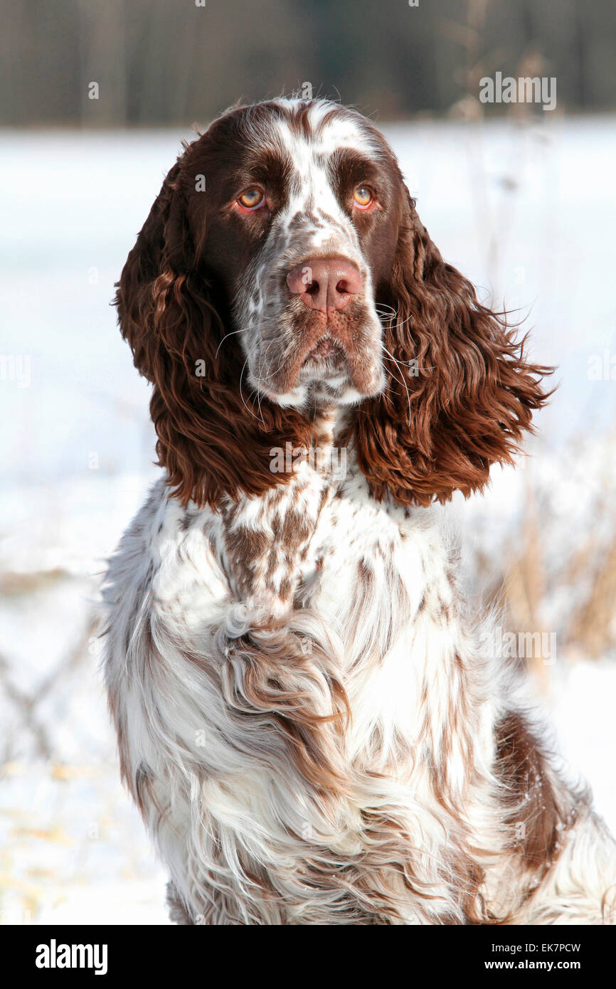 English Springer Spaniel Portrait of male 10 month old winter Germany ...
