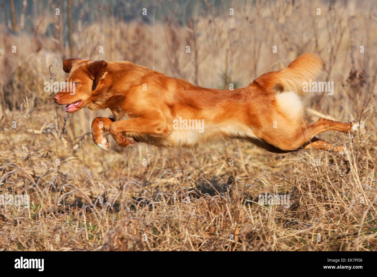 Adult duck tolling retriever hi-res stock photography and images - Alamy
