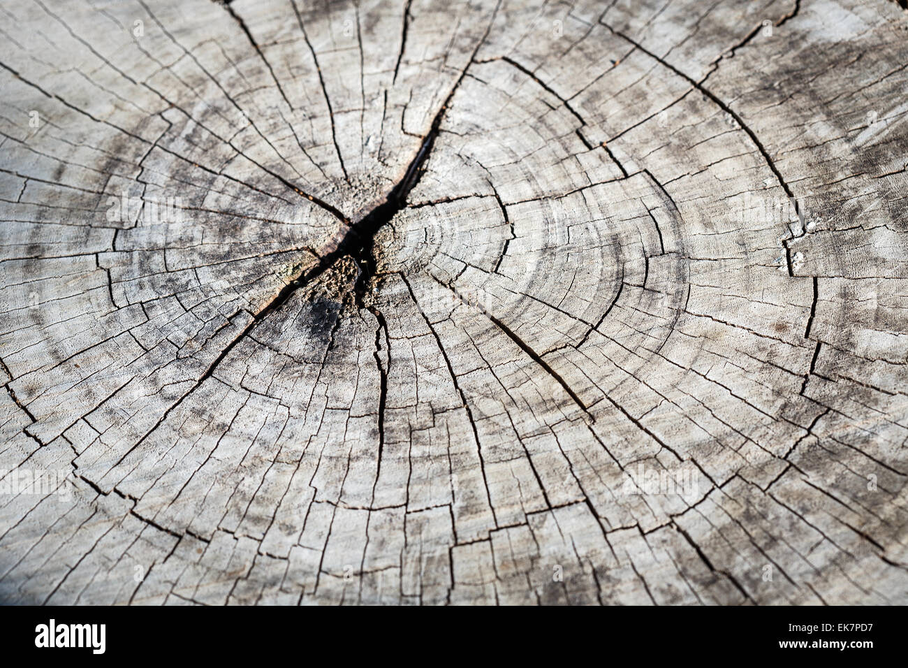 texture of tree stump for background Stock Photo - Alamy