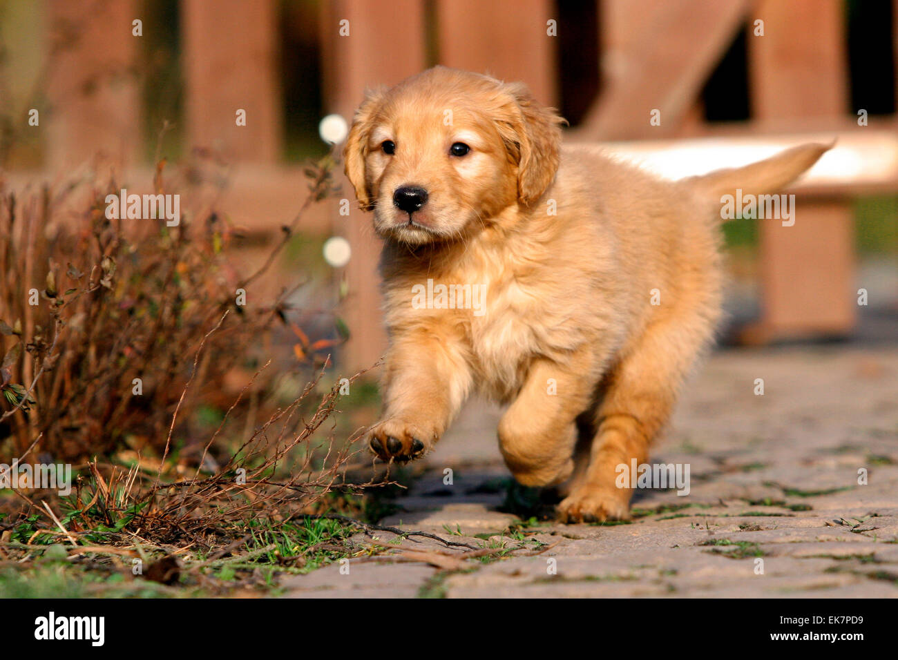 Golden Retriever Puppy running cobblestones Germany Stock Photo - Alamy