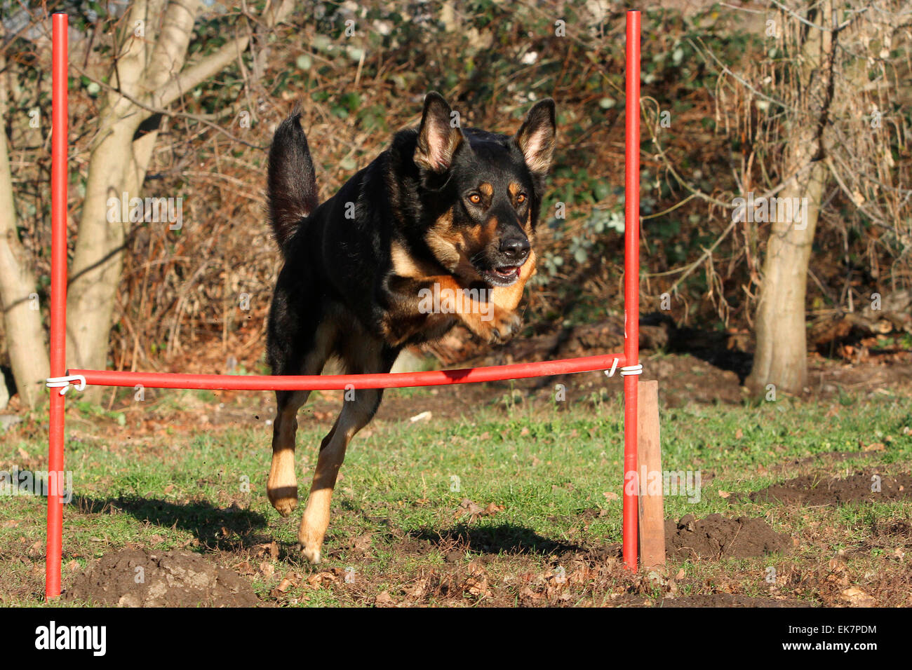 German Shepherd Adult jumping over an obstacle Germany Stock Photo - Alamy