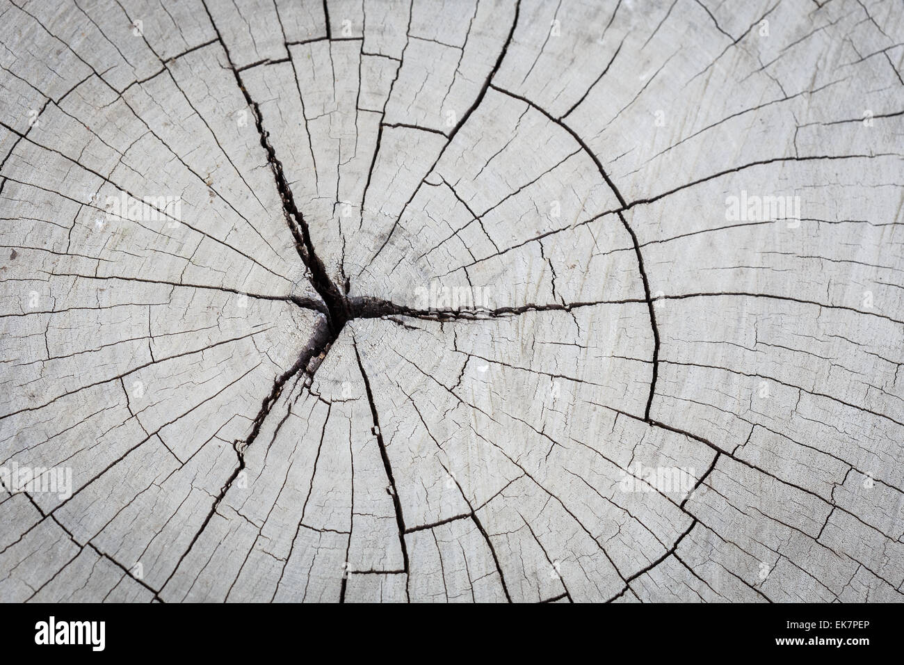 texture of tree stump for background Stock Photo - Alamy