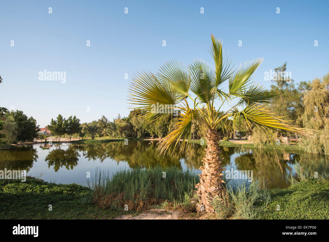 Palm tree next to a small pond in rural countryside park area Stock ...